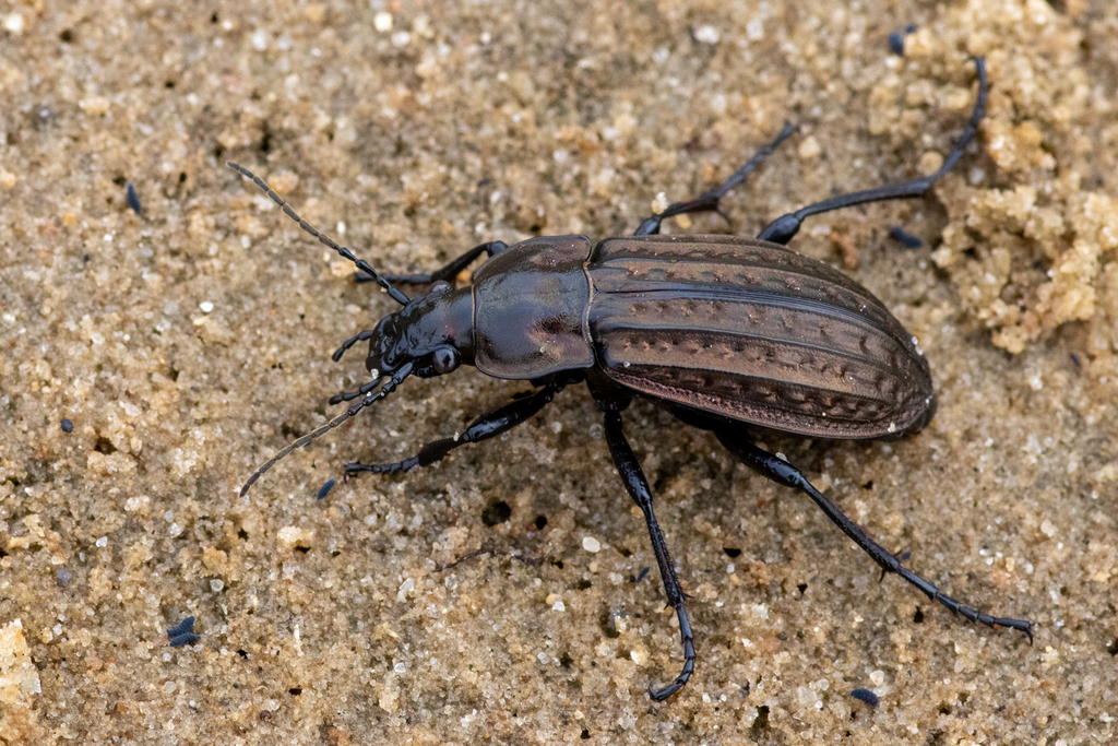Golden-dimpled Ground Beetle from 6792 Rømø, Denmark on May 9, 2020 at ...