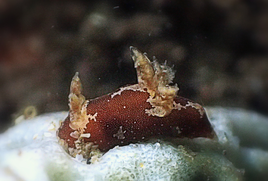 Trapania brunnea (Nudibranchs of Coogee beach and surrounds) · iNaturalist