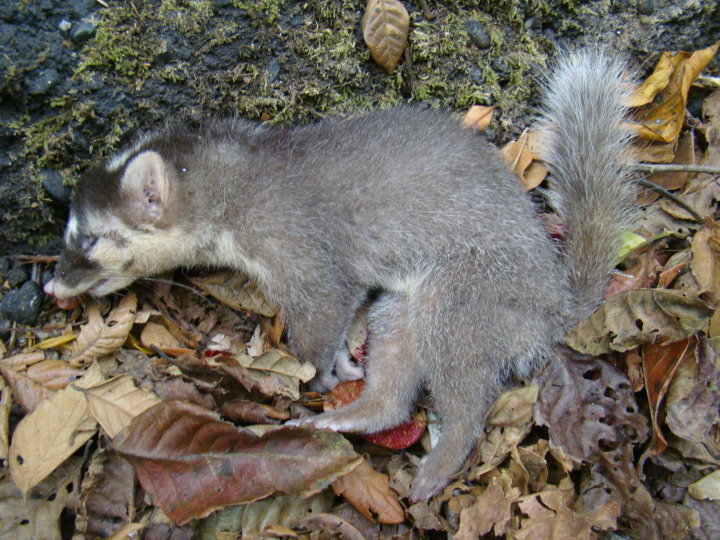 Bornean Ferret Badger (Melogale everetti) - Know Your Mammals