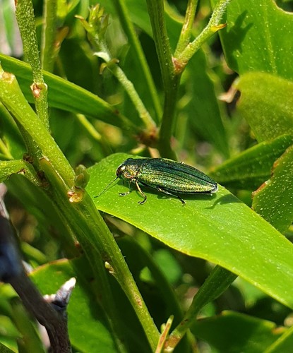 Melobasis lathami · iNaturalist