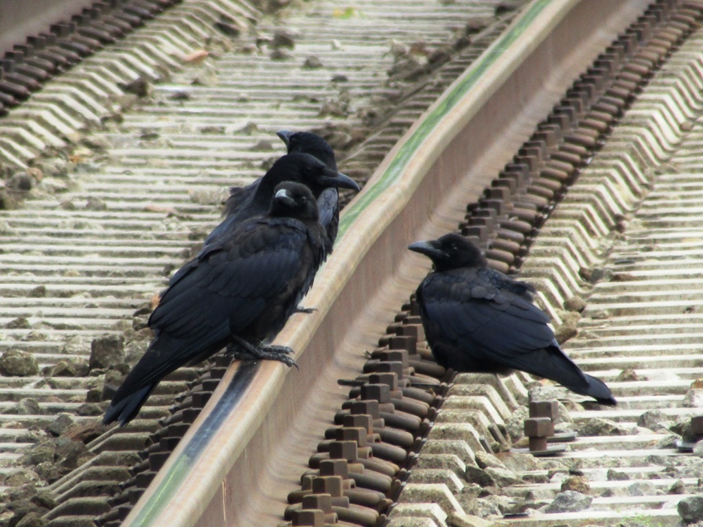 Eastern Carrion Crow From Корсаковский р н Сахалинская обл Россия On