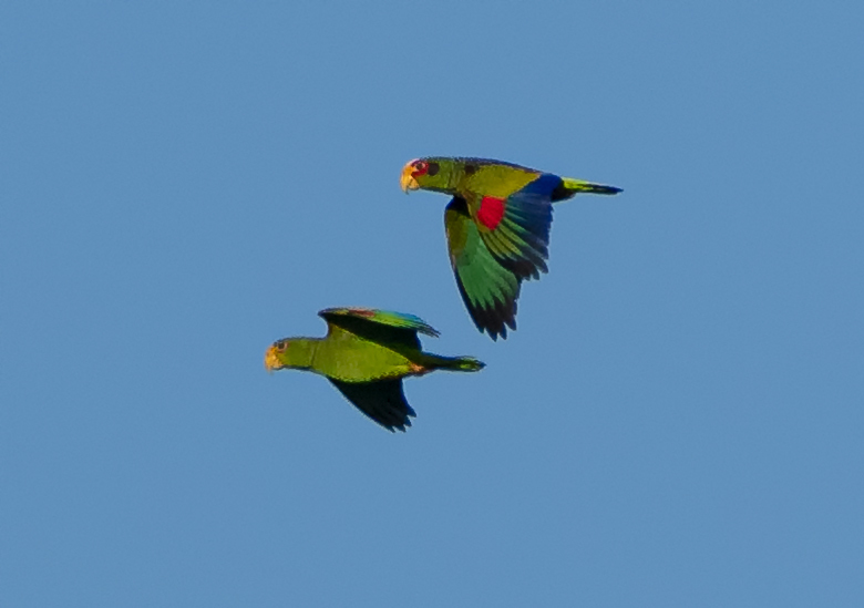 Yellow-lored Amazon in November 2020 by raymejianovelo · iNaturalist