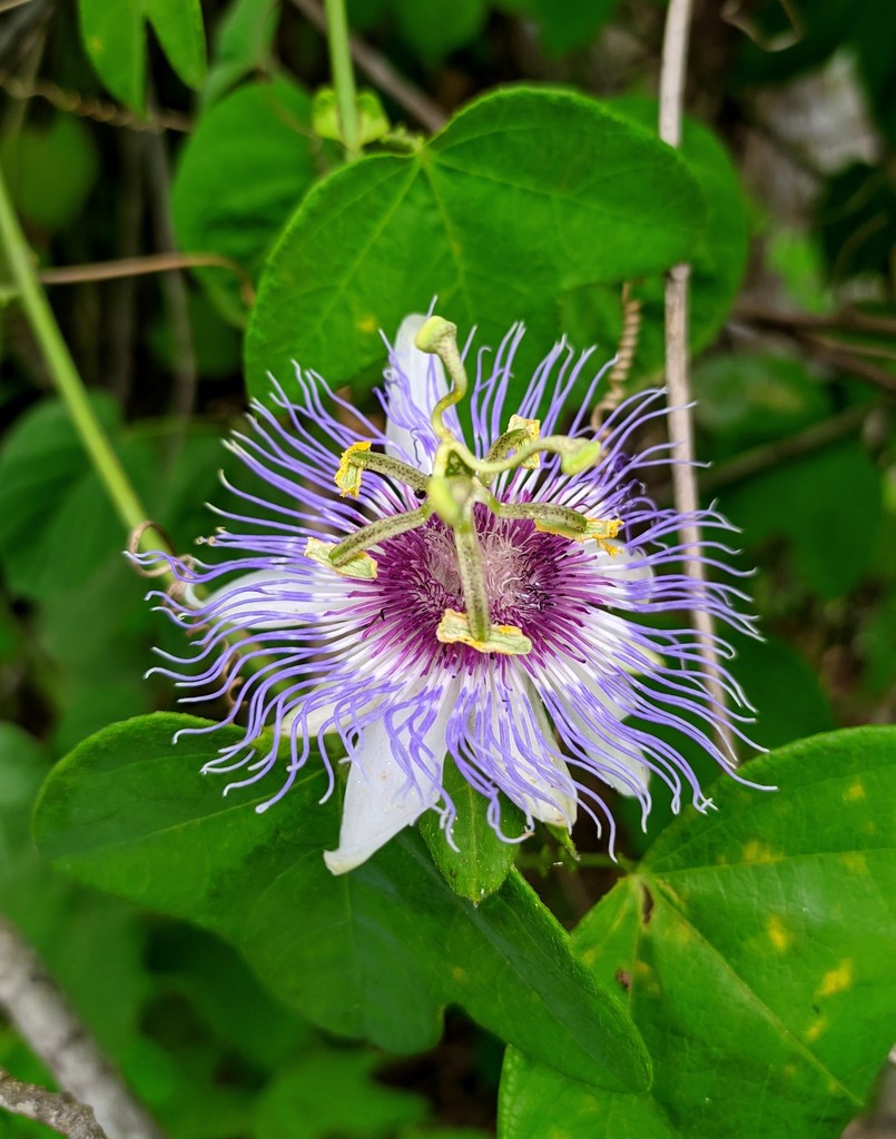 Passiflora gardneri from Floresta Sul, Rio Branco - AC, Brasil on ...