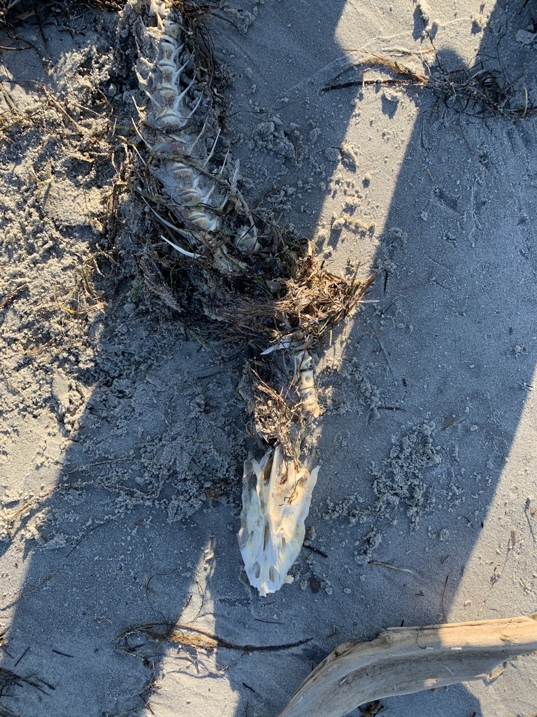 Red Drum from Cape Hatteras National Seashore, Rodanthe, NC, US on ...
