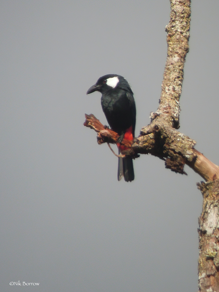 Woodswallows, Butcherbirds, Currawongs, and Peltops (Artamidae) - Avian ...