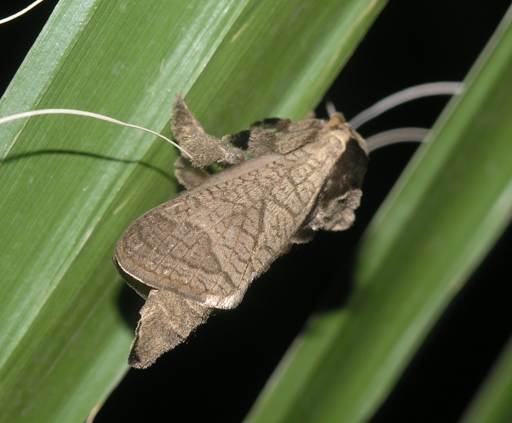 Old World Goat Moths from Ethiopia, Amhara, South Wello, Lake Hayk SW ...