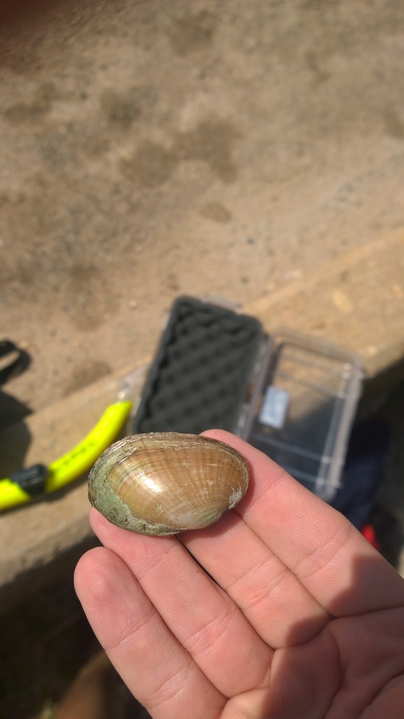 Texas Fatmucket (A guide to the Cnidarians (jellyfish relatives) and ...