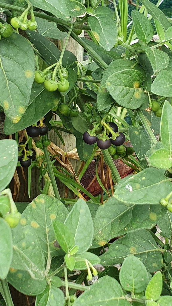 nightshades from Victoria Bay Heights, Victoria Bay on December 6, 2020 ...