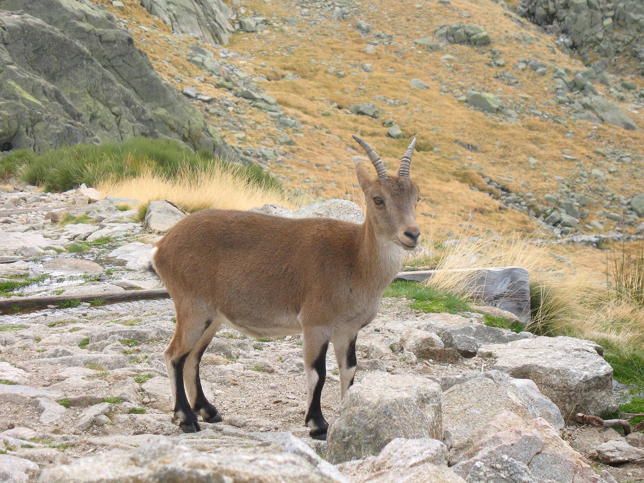 Spanish Mountain Goat