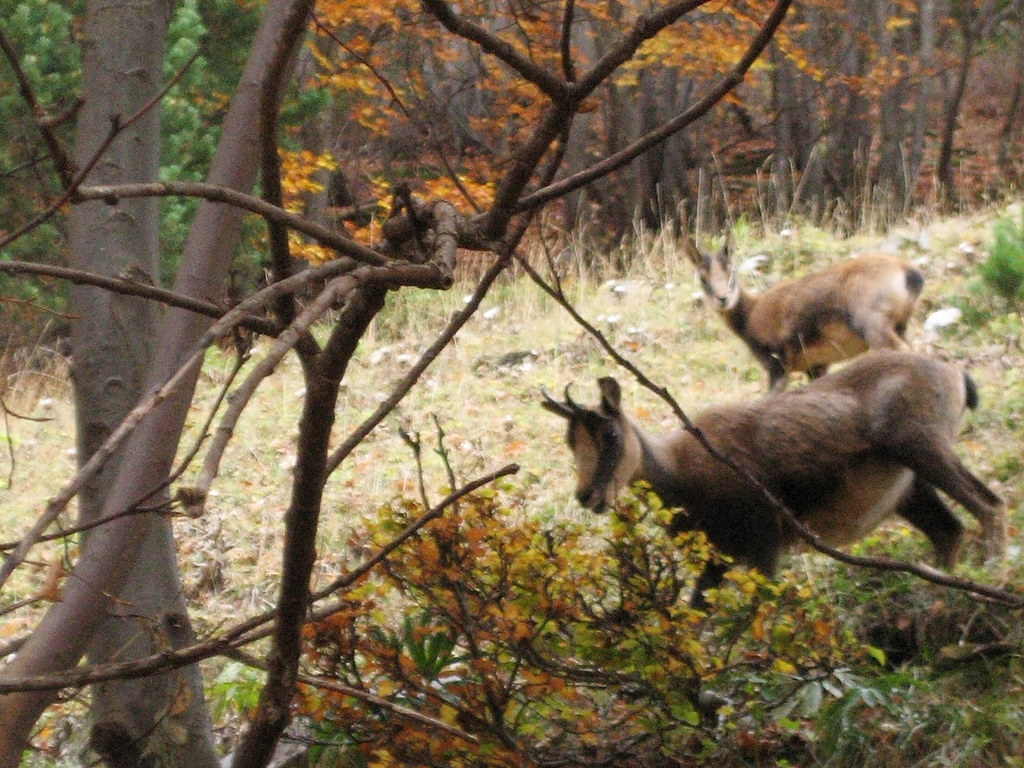Pyrenean Chamois (Rupicapra pyrenaica pyrenaica) - Know Your Mammals