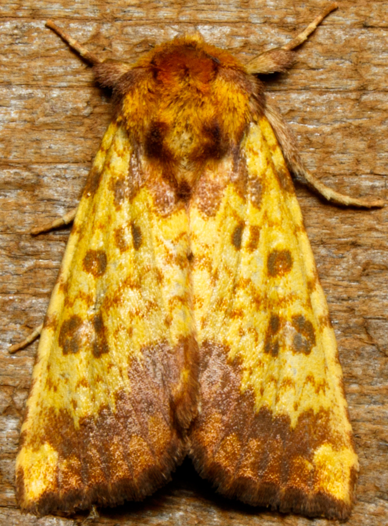Golden Borer Moth (Common Moth and Butterflies of Indiana) · iNaturalist