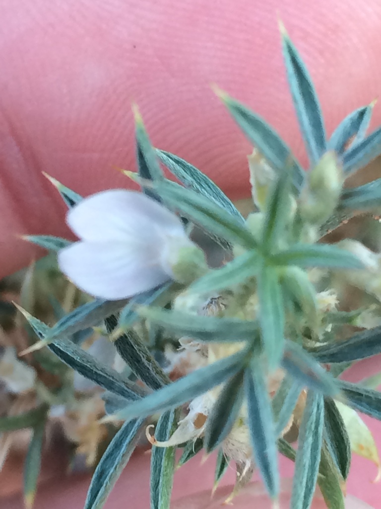 Spiny Milkvetch (Astragalus kentrophyta) - Botanical Realm