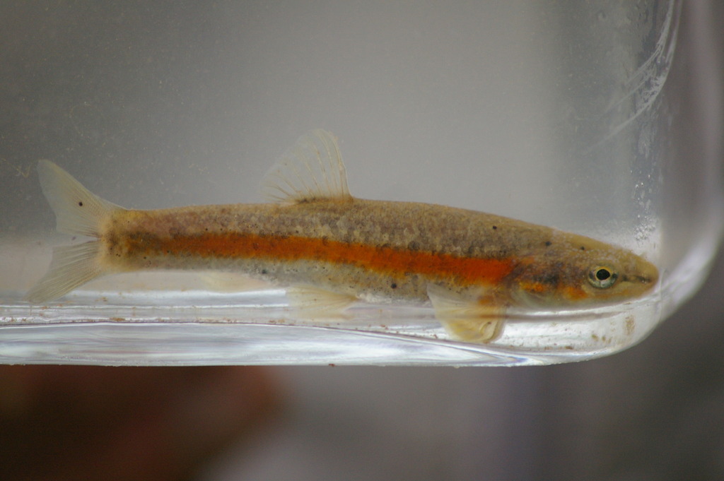 Riffle Daces (Rhinichthys) - Marine Life Identification