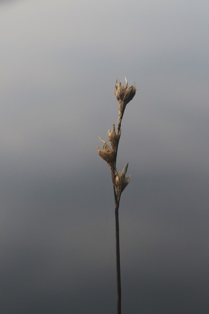 clustered sedge from Logan Lake, Kawartha Lakes, ON, CA on September 18 ...
