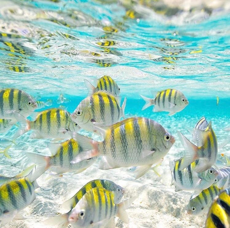 Atlantic Sergeant Major (Abudefduf saxatilis) - Marine Life Identification