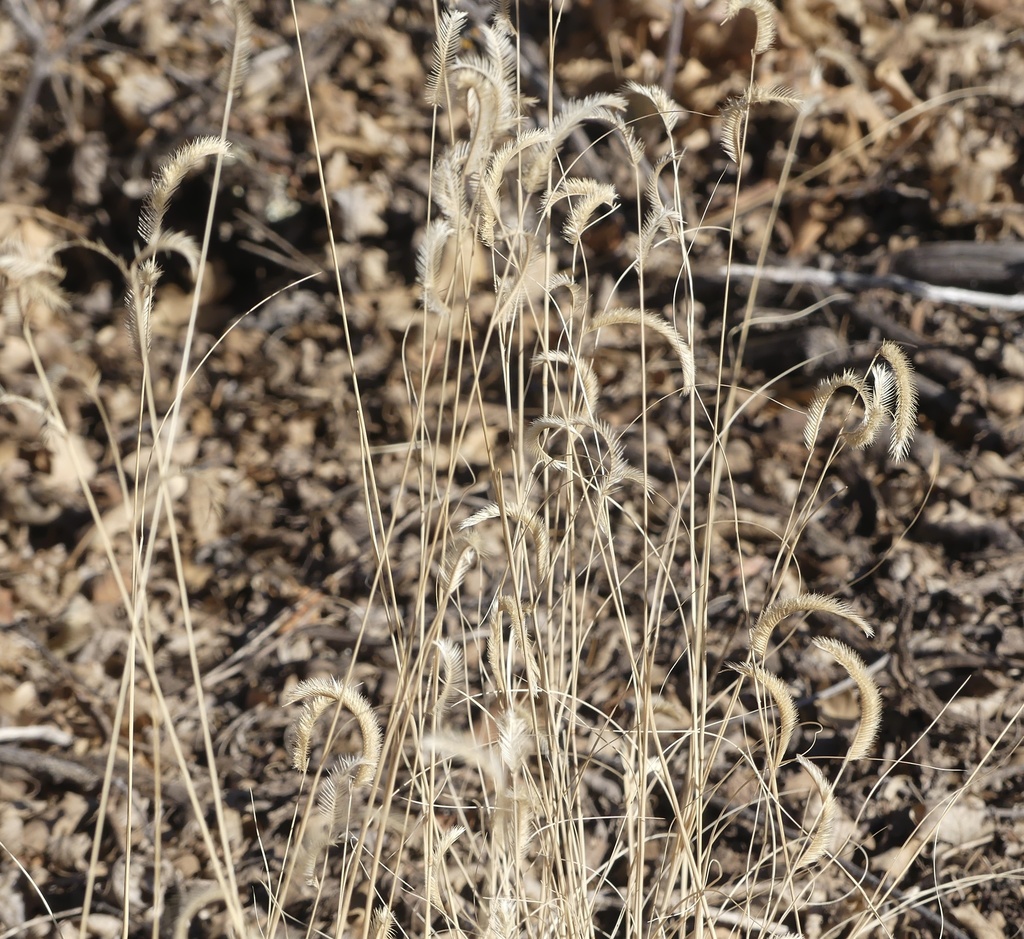 Blue Grama from Juniper Way Loop, Colorado Springs, CO, US on December ...