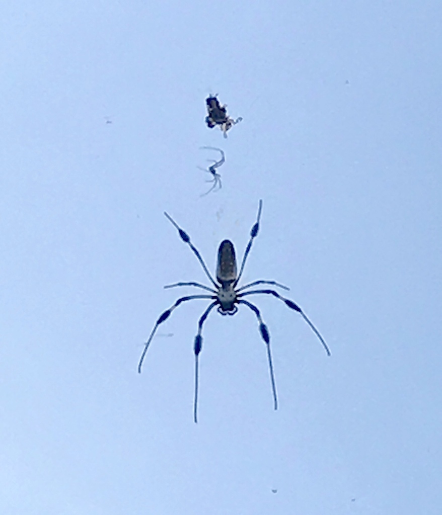 Golden Silk Spider from Calle 160, San Jose, San Jose, CR on September ...