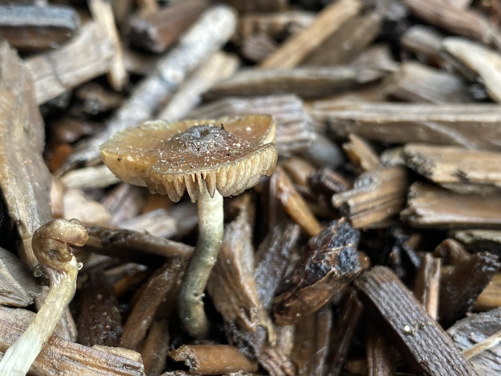 Psilocybe cyanofibrillosa from Saint Edward State Park, Kenmore, WA, US ...