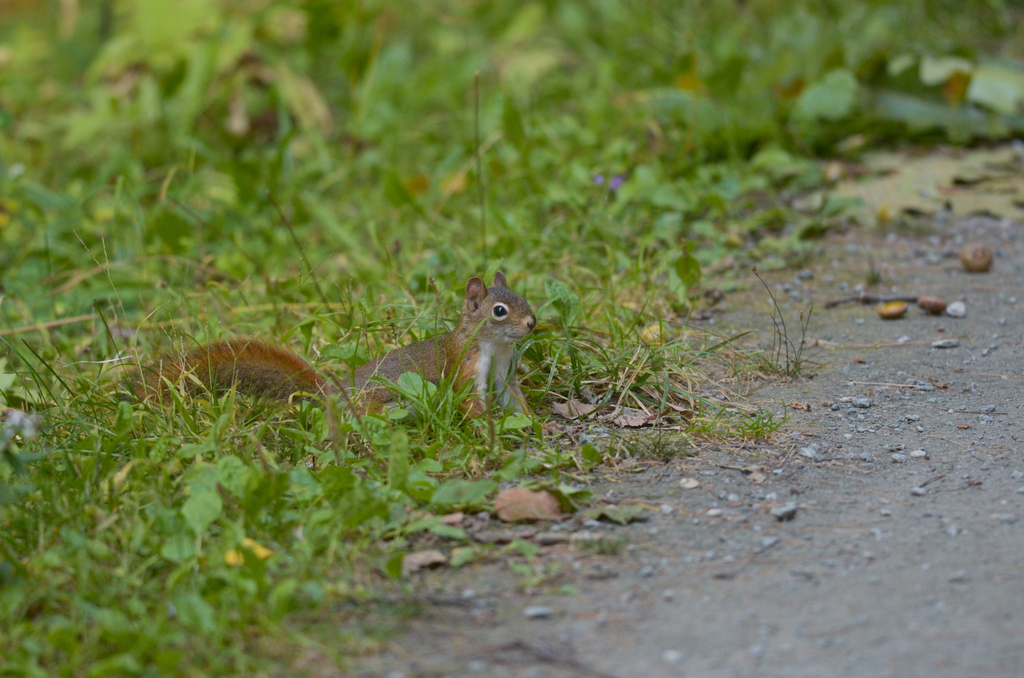 American Red Squirrel from Newport, VT 05855, USA on September 26, 2020 ...