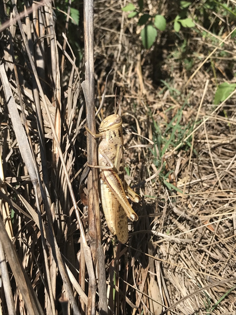 Confusing Spur-throated Locust from Brays Point Reserve, Rhodes, NSW ...