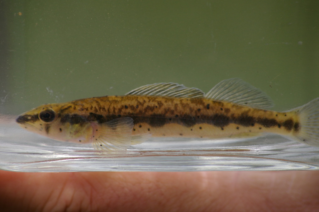 Blackside Darter (Percina maculata) - Marine Life Identification