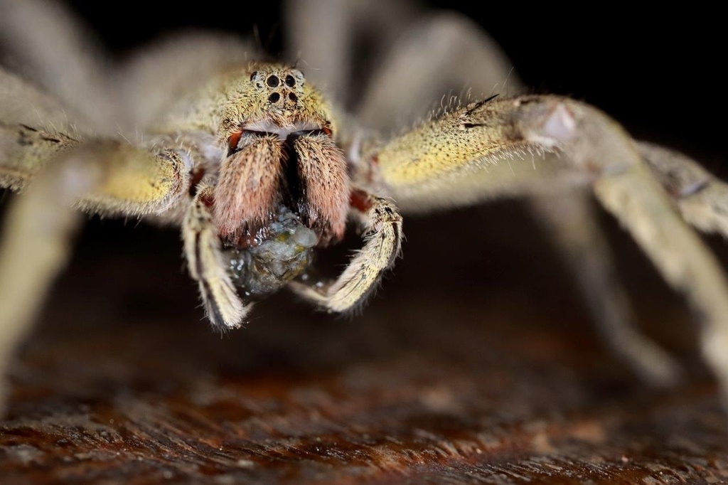 Armed Spiders in November 2020 by frogoz · iNaturalist