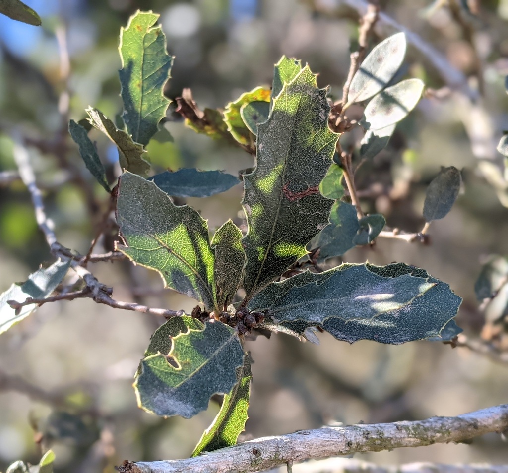 Torrey's Hybrid Oak (Quercus × acutidens) - Botanical Realm