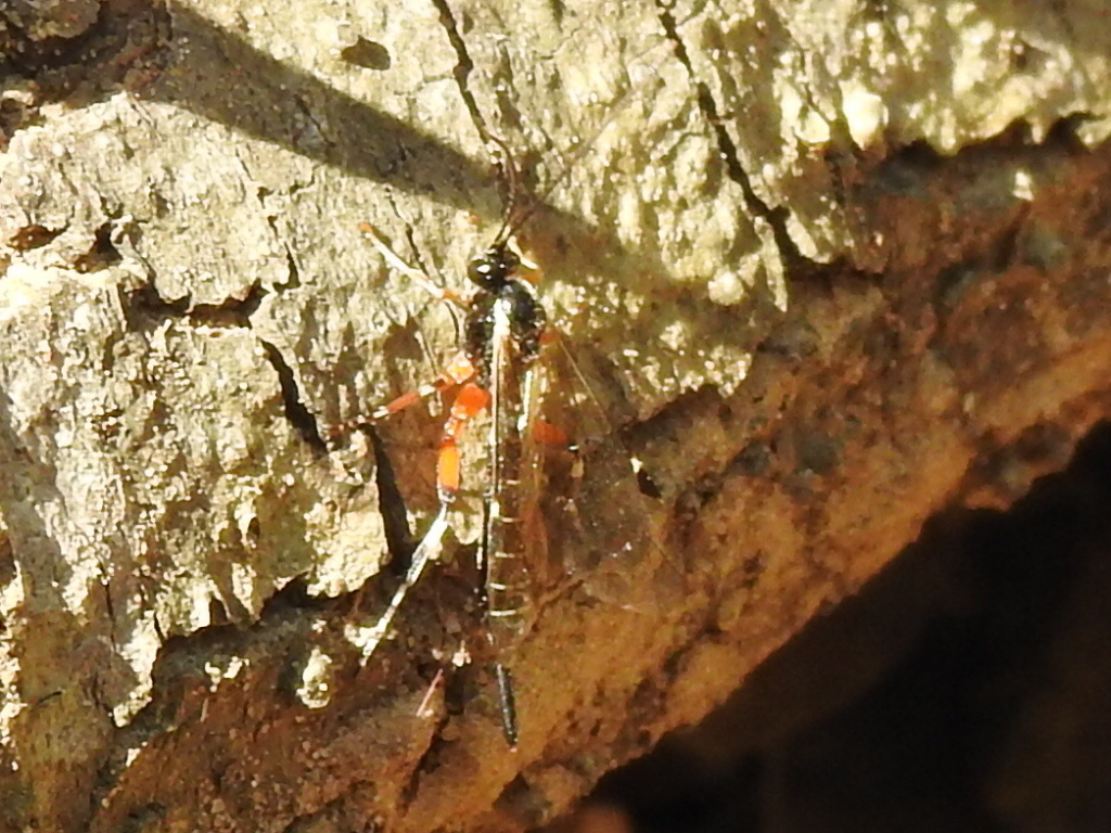 Pimpla from North Arlington, Arlington, TX, USA on December 06, 2020 at ...