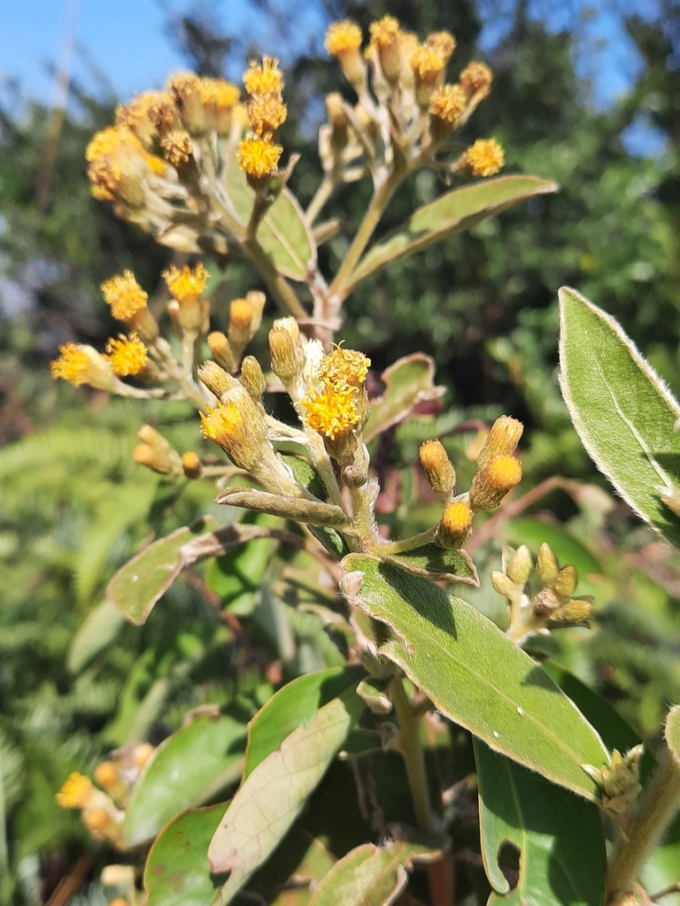 Fragrant Inula (Flora of Chandragiri) · iNaturalist