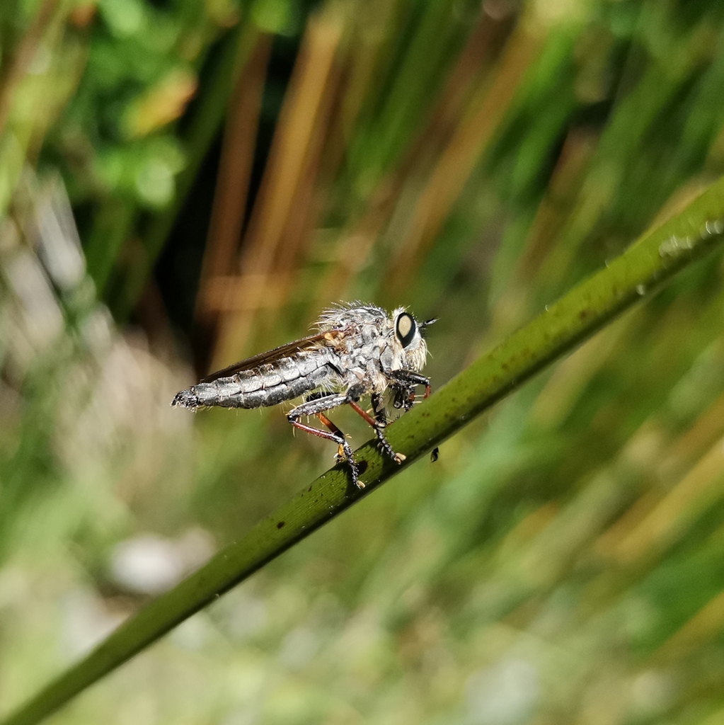 Asilinae from Panguipulli, Los Ríos, Chile on December 06, 2020 at 01: ...