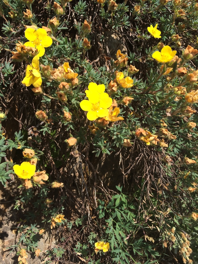 shrubby cinquefoil on August 17, 2014 at 12:11 PM by Matt Berger ...