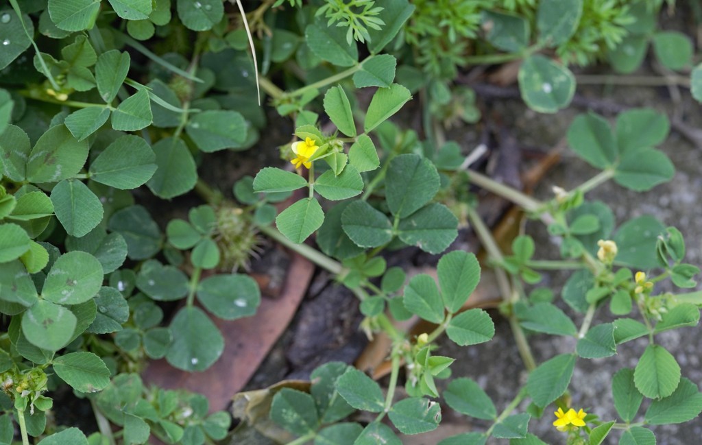 bur clover from Sydney NSW, Australia on September 26, 2016 at 11:04 AM ...