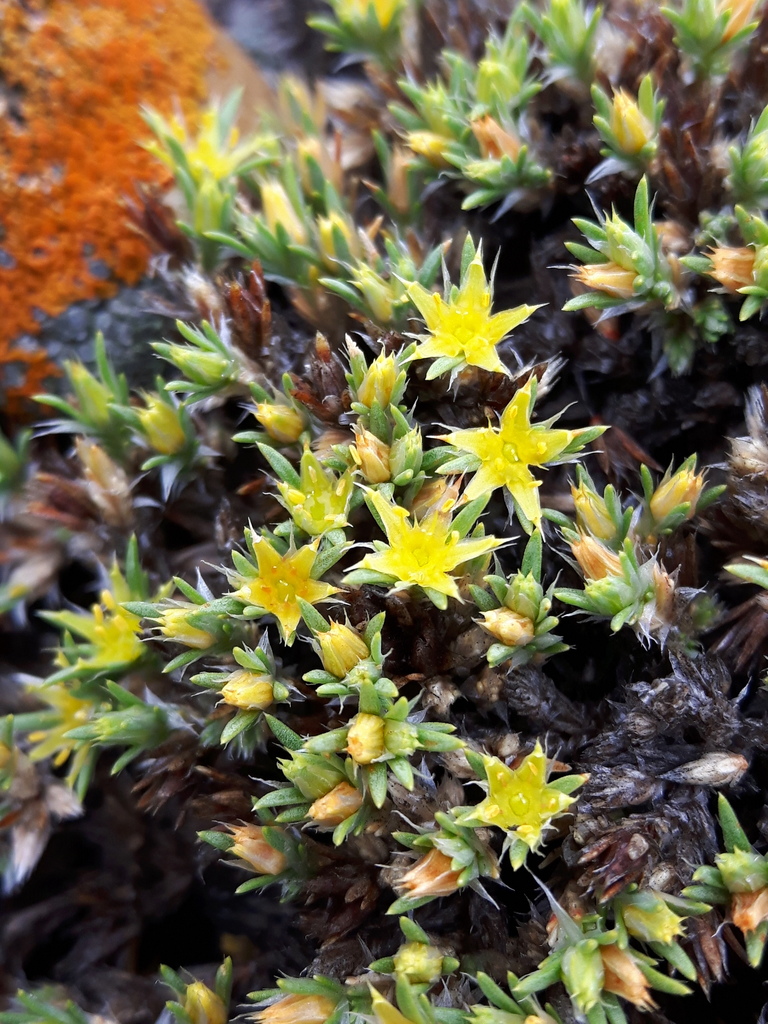 Creeping nailwort (Paronychia sessiliflora) - Botanical Realm