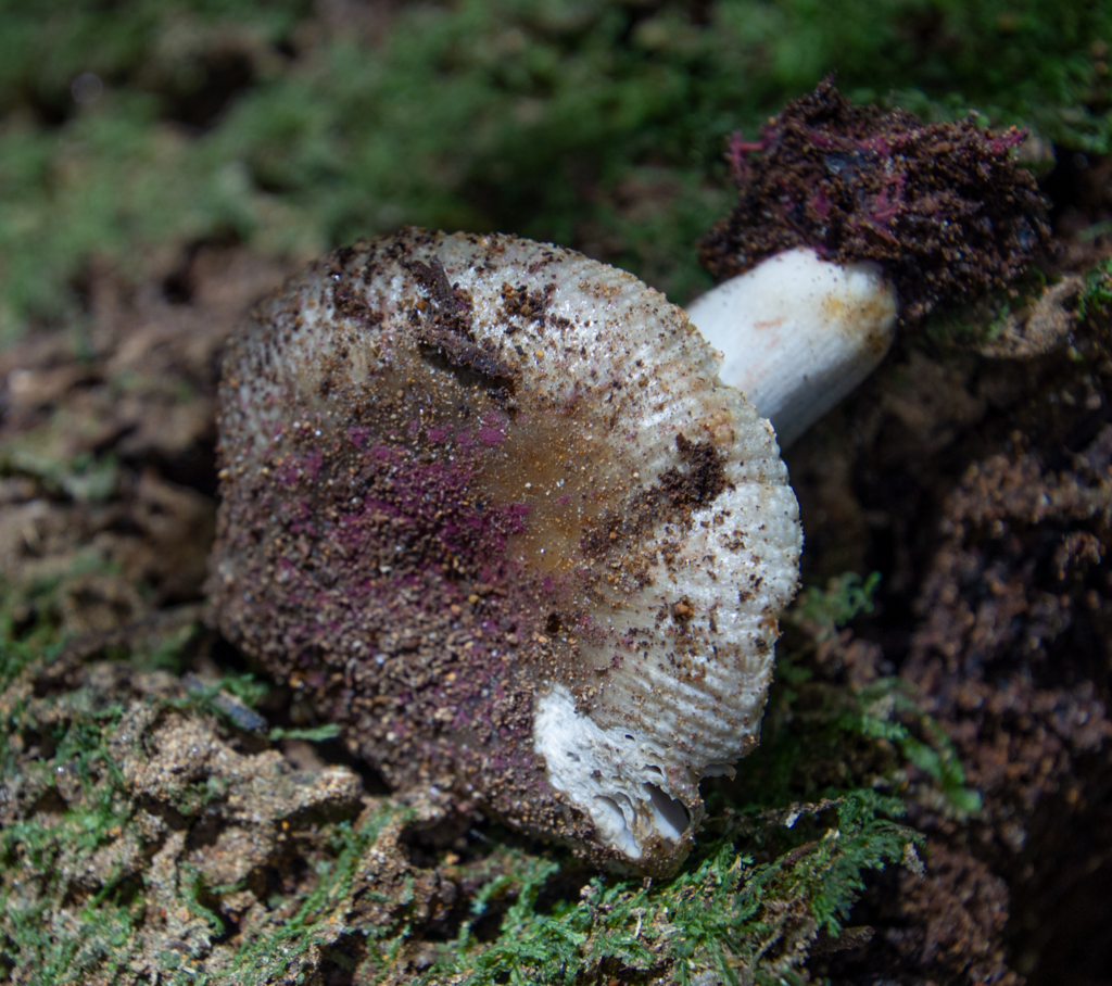 Russula vinaceocuticulata from Western Bay of Plenty District, Bay of ...