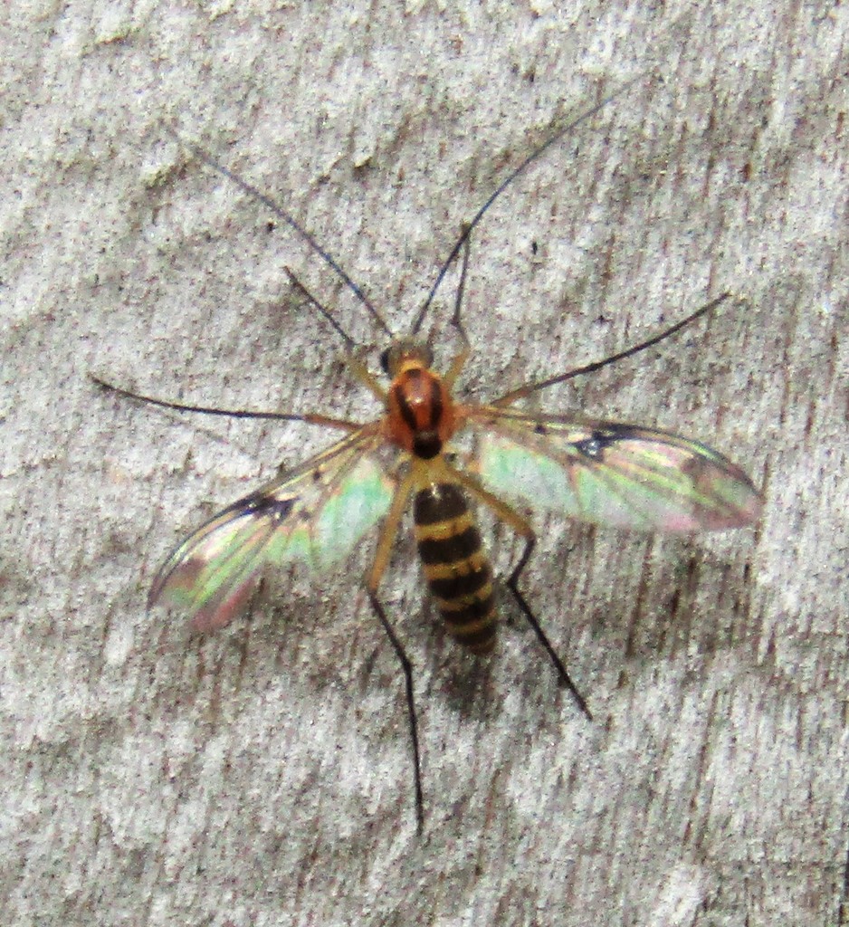 Macrocera scoparia in December 2020 by insectz · iNaturalist