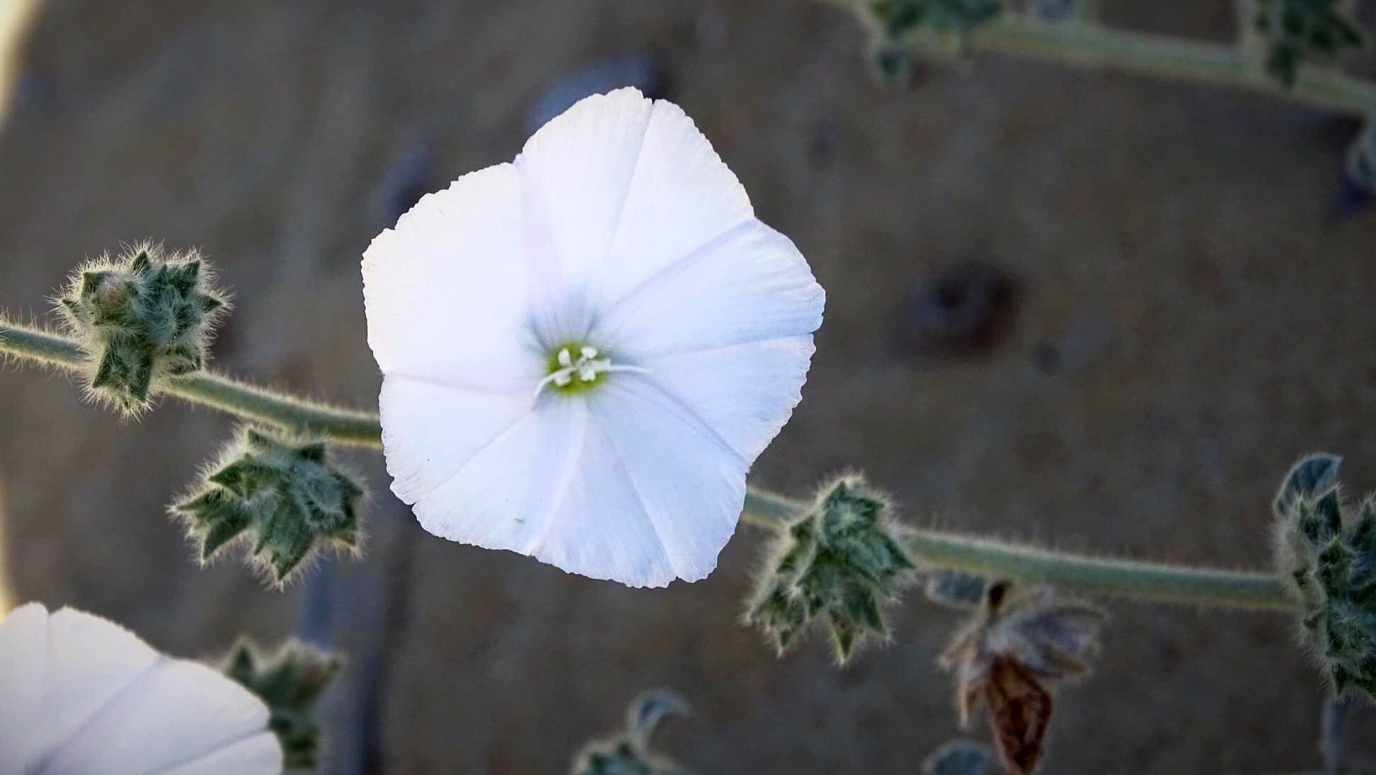 Convolvulus cephalopodus Boiss.