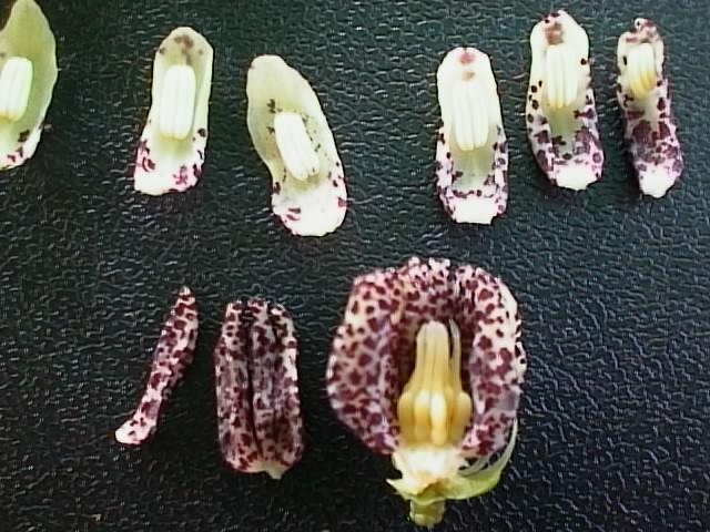 austrobaileya family (Austrobaileyaceae) - Botanical Realm