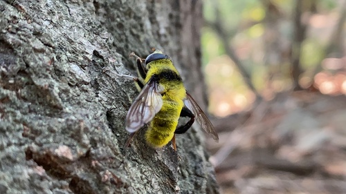 Mallota ambigua · iNaturalist Mexico