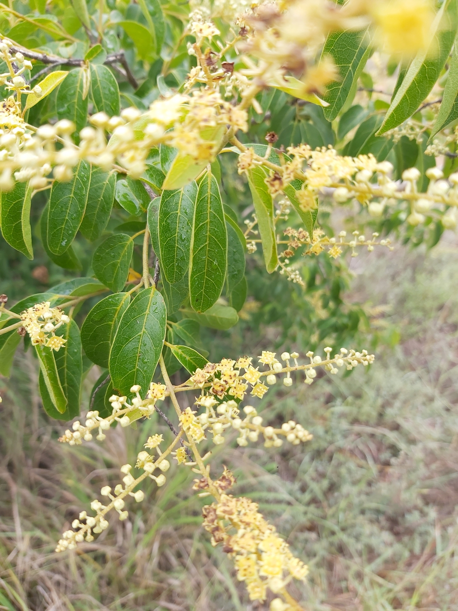 Combretum celastroides Welw. ex M.A.Lawson