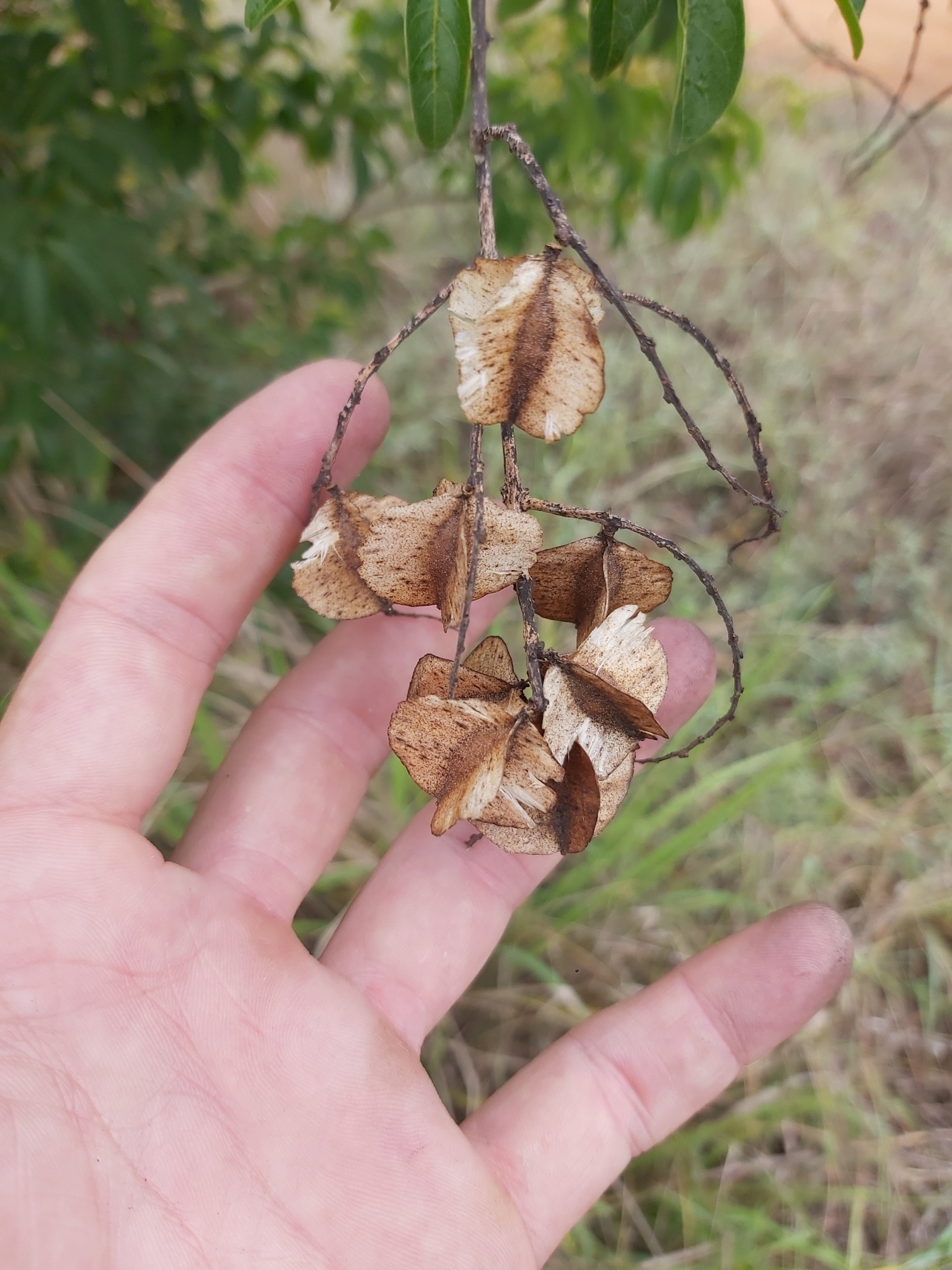 Combretum celastroides Welw. ex M.A.Lawson