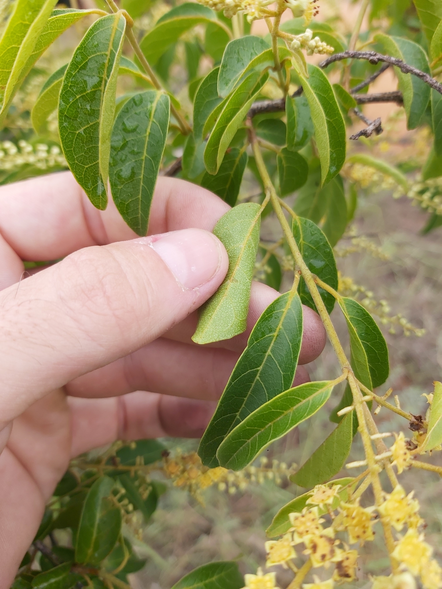 Combretum celastroides Welw. ex M.A.Lawson