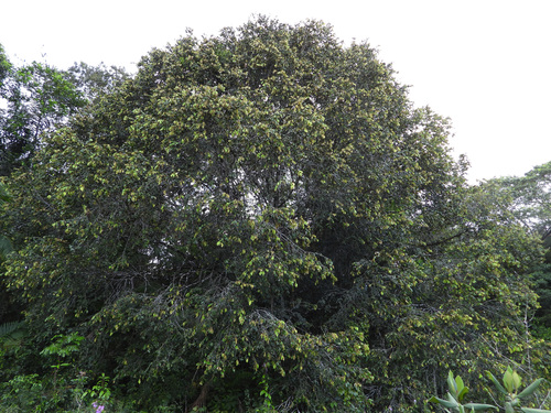 Parinari campestris · iNaturalist
