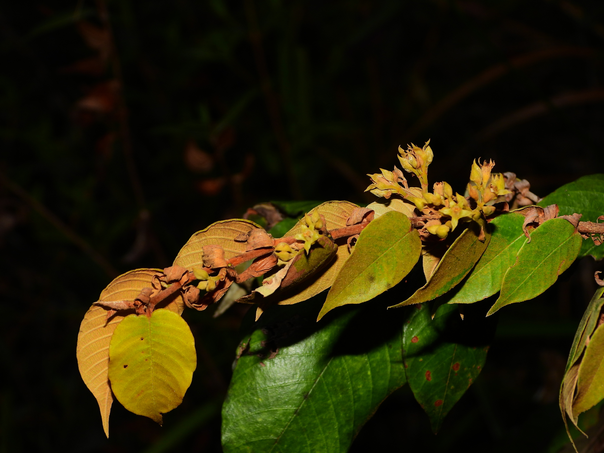 Parinari campestris Aubl.