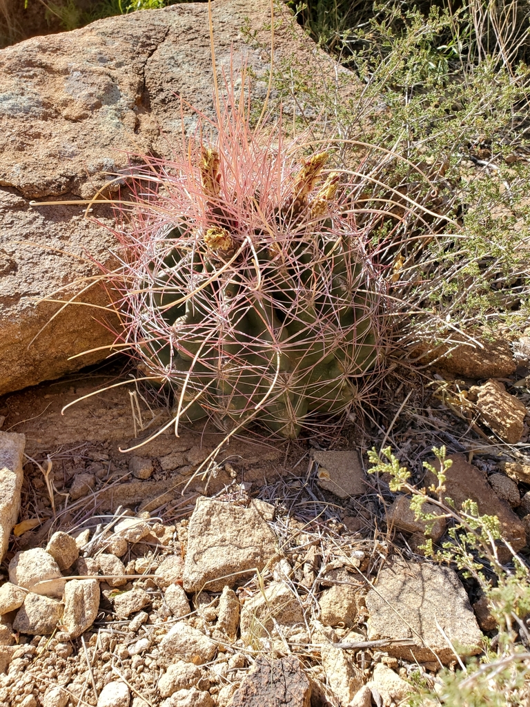 Hamatocactus hamatacanthus hamatacanthus from Big Bend National Park ...