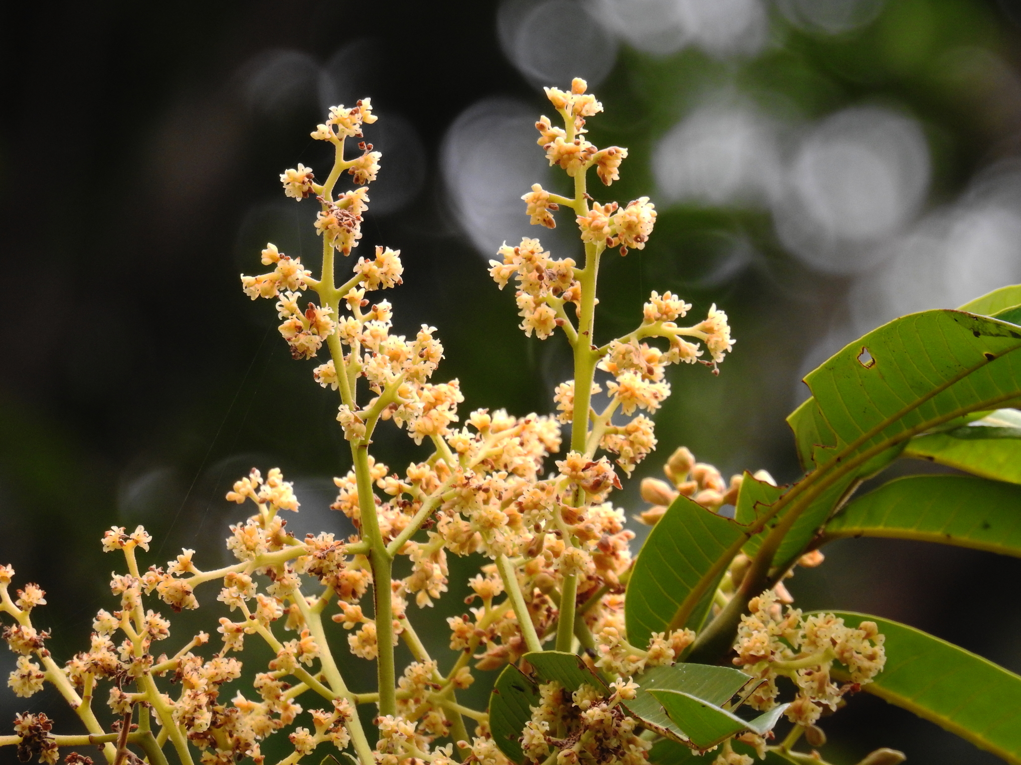 Virola surinamensis (Rol.) Warb.