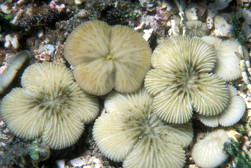 Coral verdadero (Cycloseris distorta)