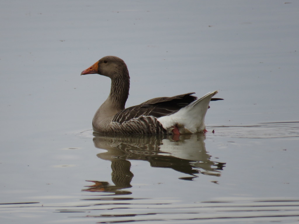 Domestic Greylag Goose from Zapopan, Jal., México on December 6, 2020 ...