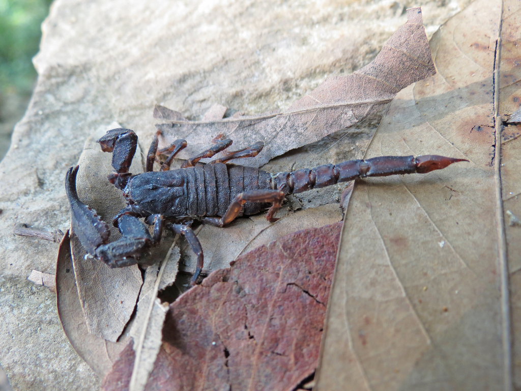 Chaerilus truncatus from Nagarjun Forest Preserve, Ichangunarayan ...