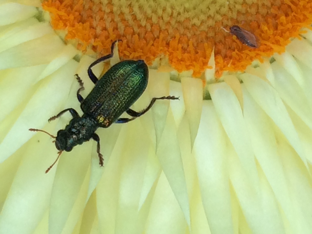 Phlogistus from Frankston South VIC, Australia on December 07, 2020 at ...