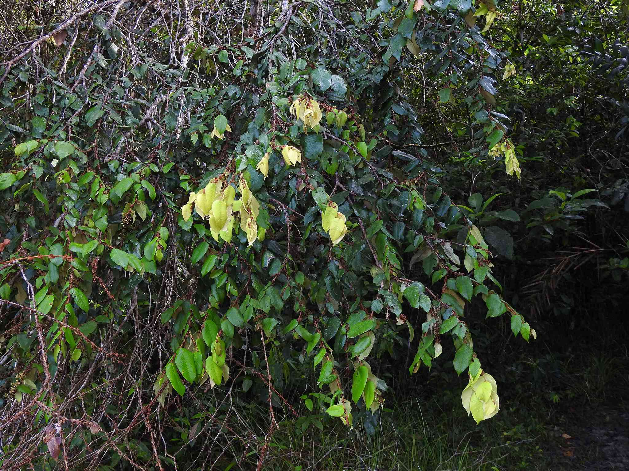 Parinari campestris Aubl.